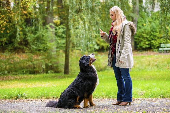 7 Basic Commands For Dogs Train Your Dog Like A Pro TechOfEra